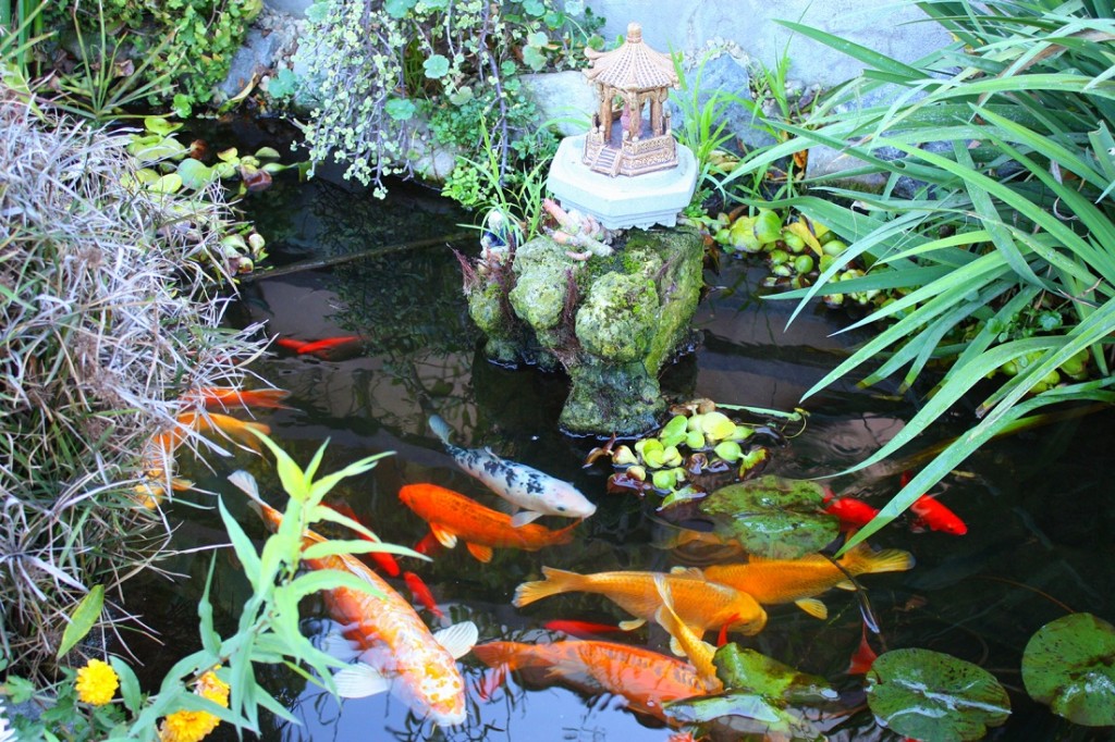 Koi Help & Advice - Koi Health and Pond Care